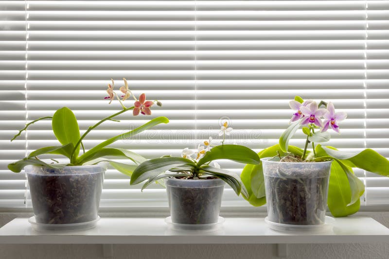 Beautiful Blooming Multicolored Orchids on the Window-sill on Bright ...