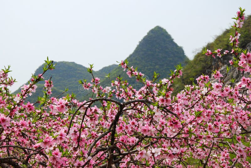 The Beautiful Blooming Peach Flowers in Spring Stock Photo - Image of ...