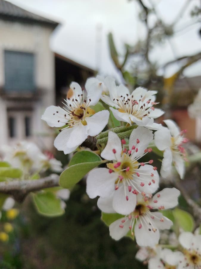 A Beautiful Blooming Pear Tree in Spring Wow Effect Stock Photo - Image ...
