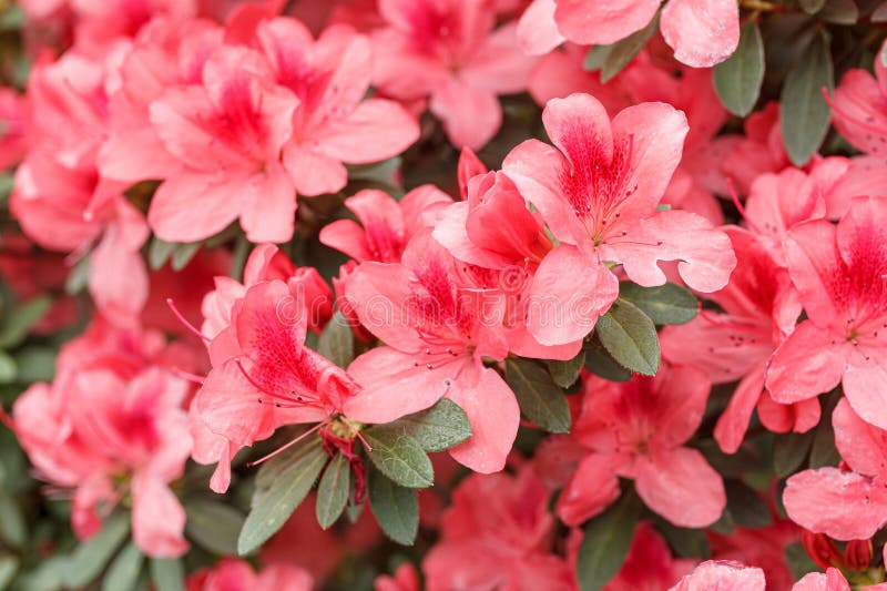 Beautiful Blooming Pink Azalea Bushes Stock Photo - Image of flora ...