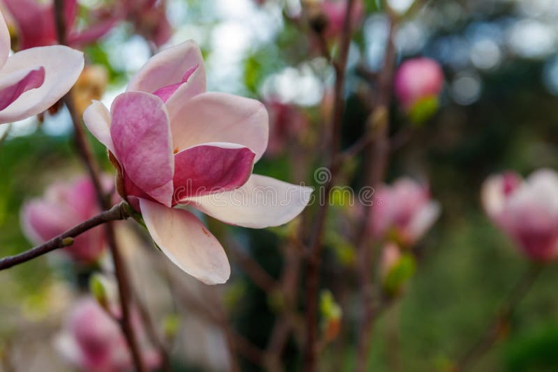 Beautiful Blooming Pink Magnolia Tree in Park Stock Photo - Image of ...