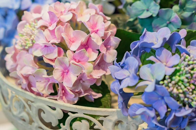 Beautiful Blooming Pink and Purple Hydrangea Flowers Background Stock ...