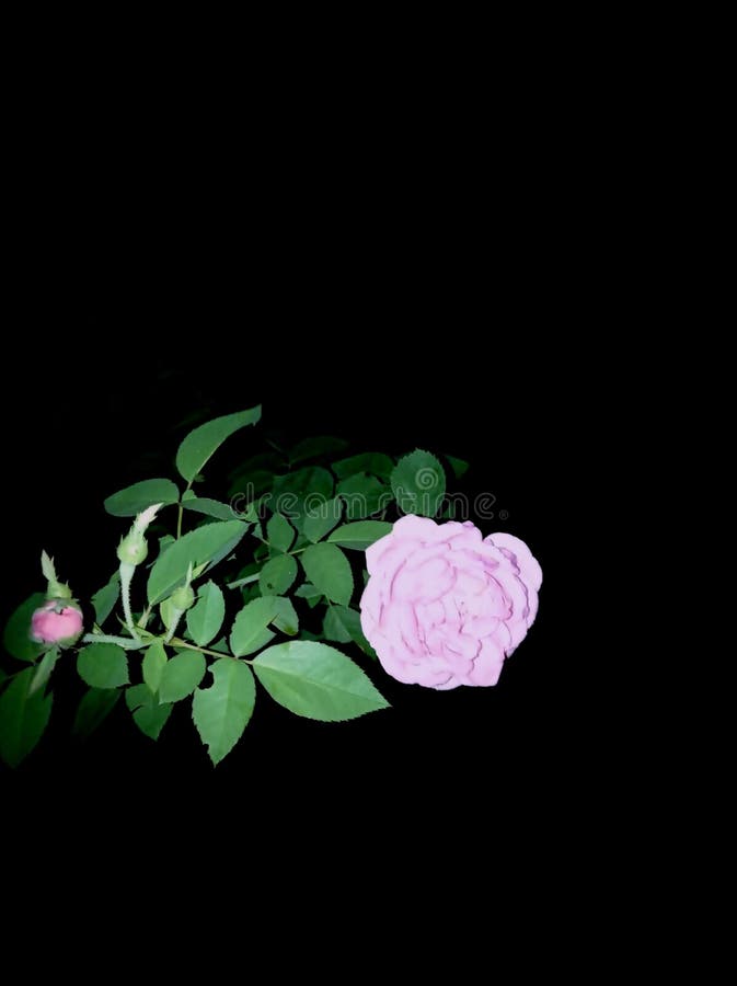 Beautiful Blooming Pink Rose View on the Night Stock Image - Image of ...
