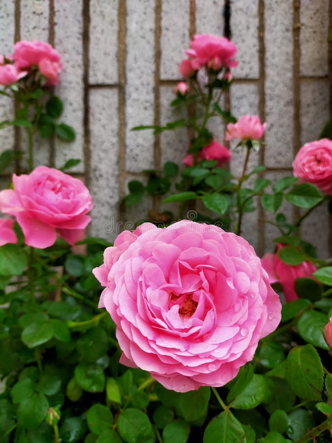 Beautiful Blooming Pink Roses Stock Photo - Image of flower, garden ...