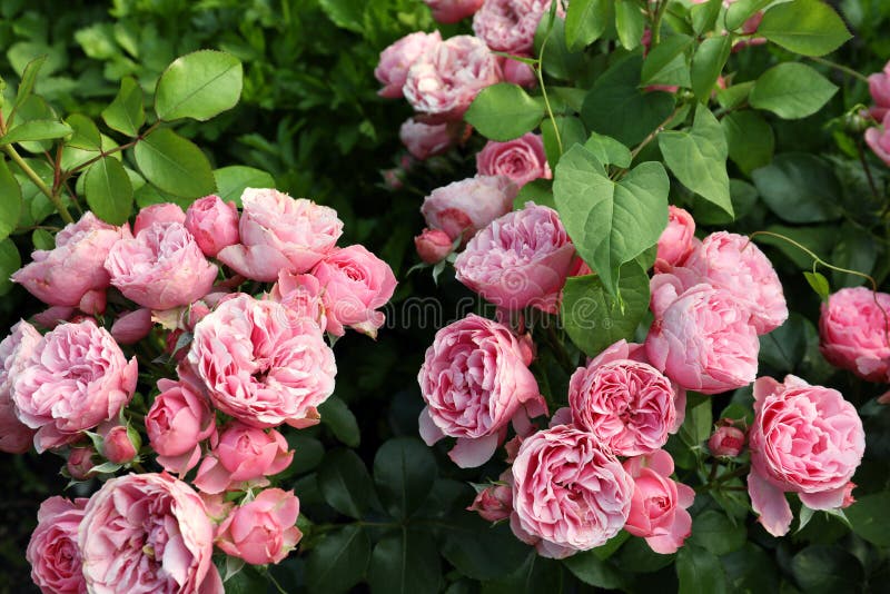 Beautiful Blooming Pink Roses on Bush Outdoors Stock Photo - Image of ...