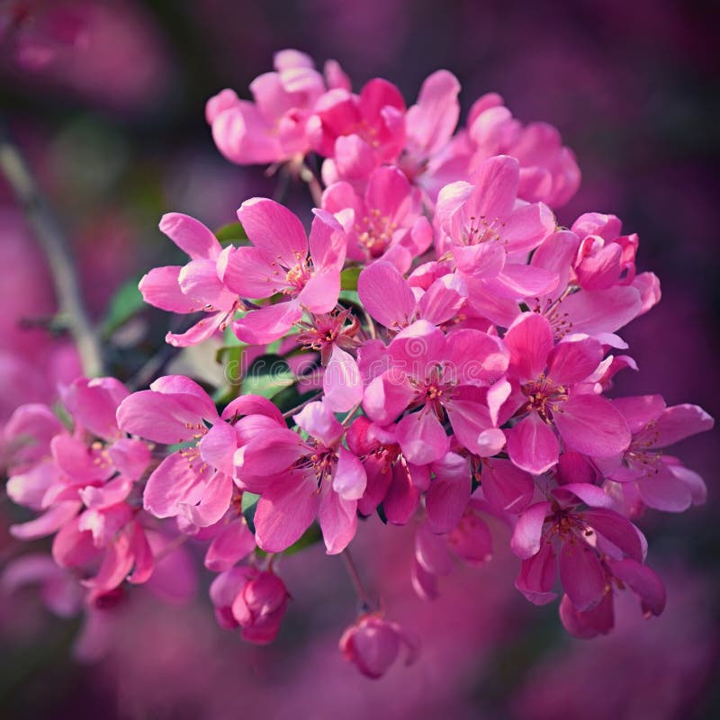 Beautiful Blooming Pink Spring Tree. Concept for Spring Time and Nature ...