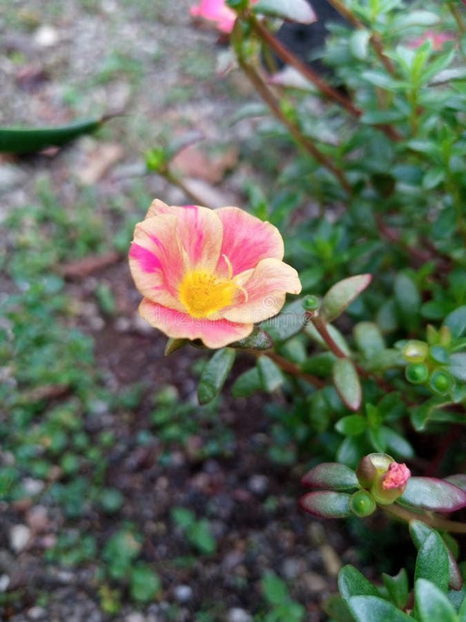 Beautiful Blooming Portulaca Flower in a Garden. Stock Image - Image of ...