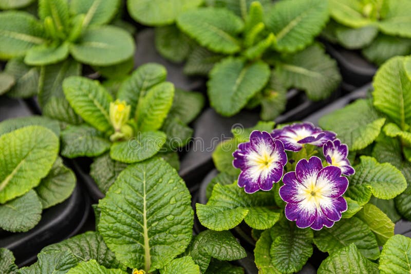 Beautiful Blooming Primrose. Stock Photo - Image of closeup, beauty ...