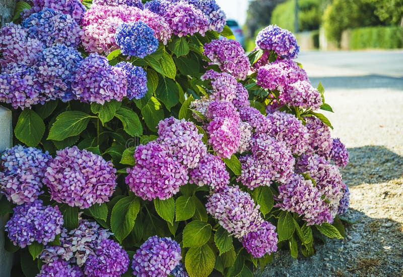 Beautiful Blooming of Purple and Blue Hydrangea in the Park Stock Image ...