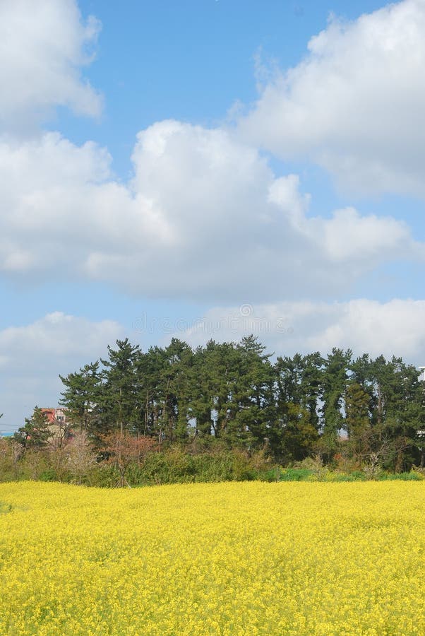 Beautiful Blooming Flowers and Blue Sky in Spring Stock Image - Image ...