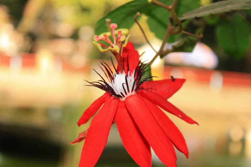Beautiful Blooming Red Flowers Stock Image - Image of green, charming ...