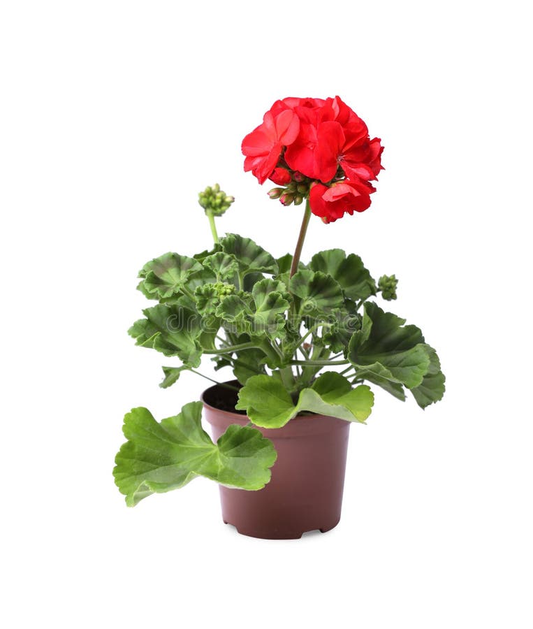 Beautiful Blooming Red Geranium Flower in Pot Isolated on White Stock ...