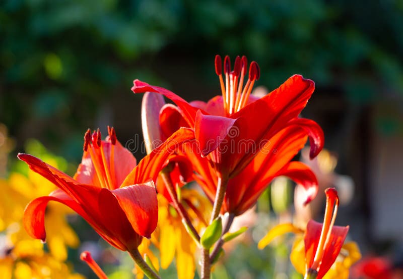 Beautiful Blooming Red Lilies in the Rays of the Sun on Green ...
