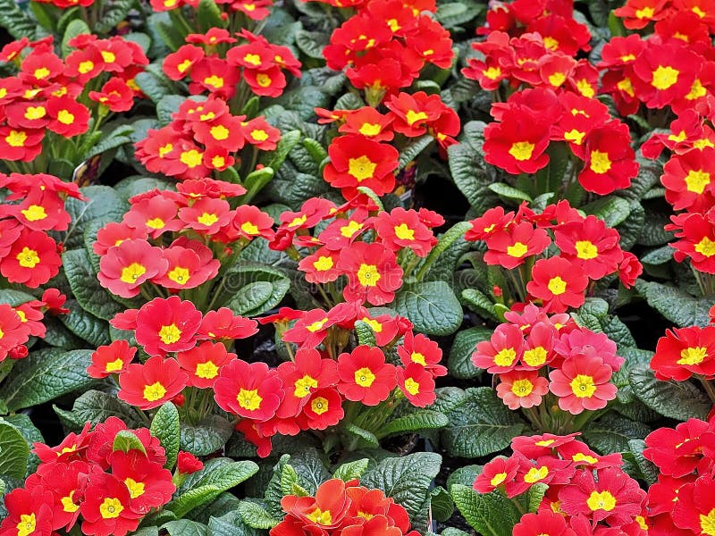 Blooming Red Primulas in the Basket in the Spring Stock Photo - Image ...