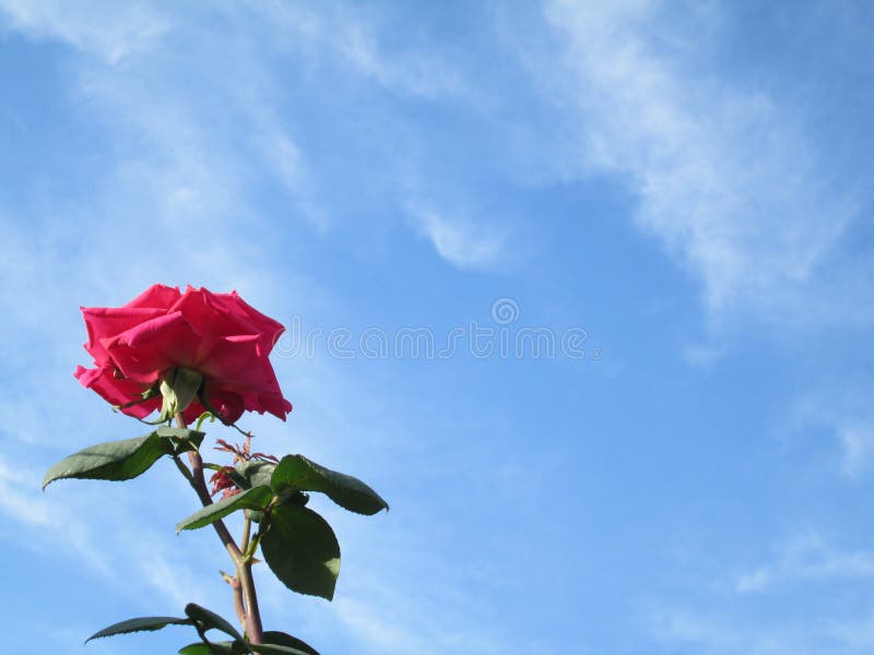 Beautiful Blooming Red Rose with Blue Sky Background in Spring Season ...