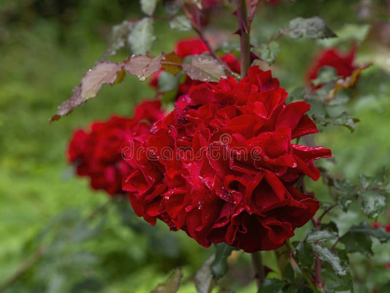 Beautiful Blooming Red Rose on a Bush in the Garden Stock Image - Image ...