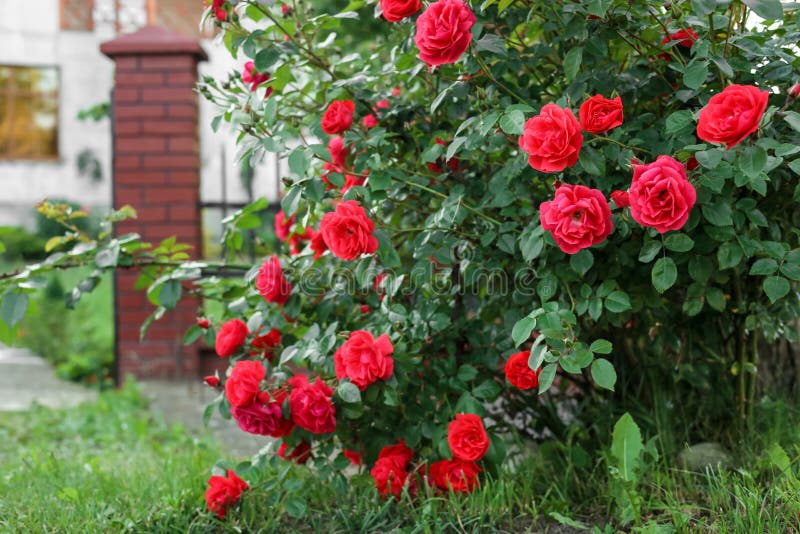 Beautiful Blooming Red Rose Bush in Garden Stock Photo - Image of ...