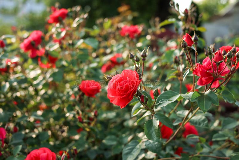 Beautiful Blooming Red Rose Bush Outdoors on Sunny Day Stock Image ...