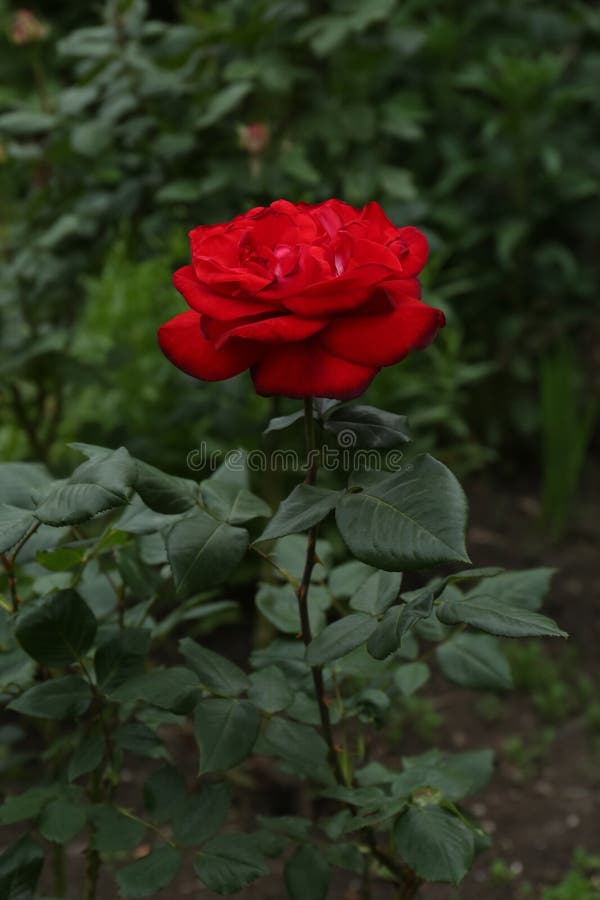 Beautiful Blooming Red Rose Growing in Garden Stock Photo - Image of ...