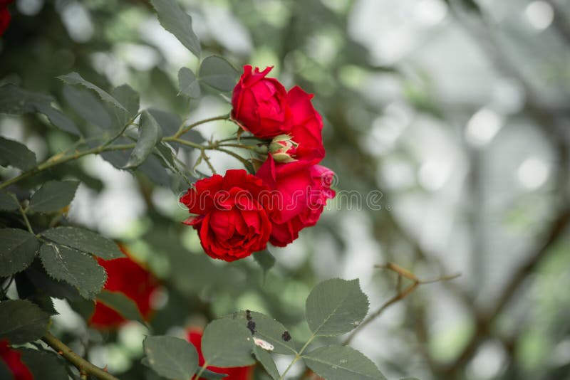 Beautiful Blooming Red Roses on a Branch Stock Photo - Image of flower ...