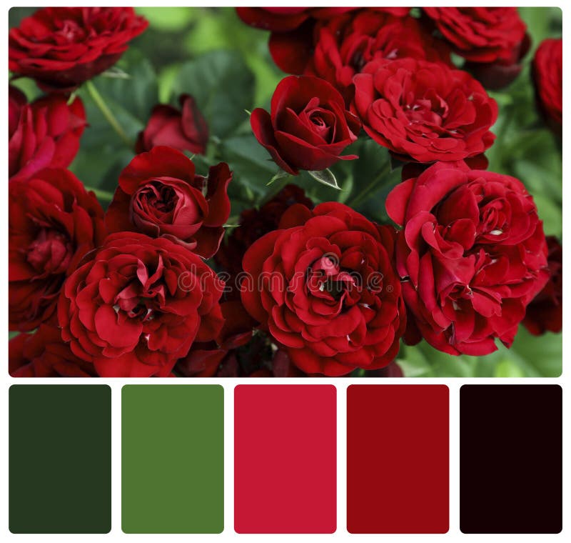 Beautiful Blooming Red Roses and Color Palette. Collage Stock Photo ...