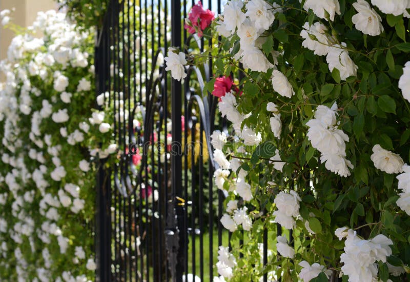 Beautiful Blooming Rose Bush on Metal Gate Outdoors Stock Image - Image ...