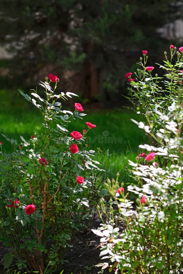 Beautiful Blooming Rose Bushes Outdoors on Sunny Day Stock Photo ...