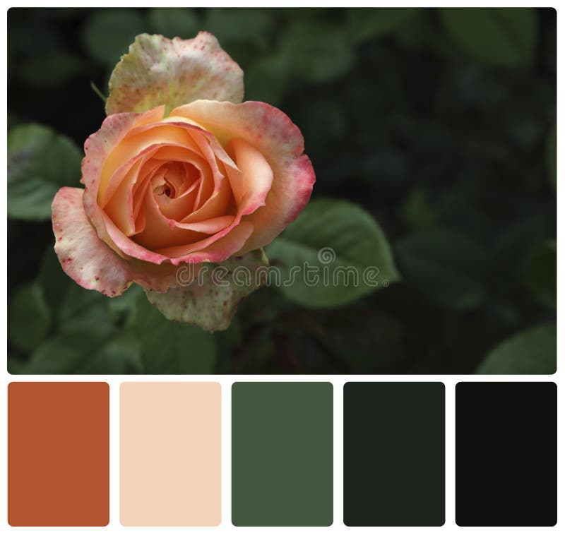 Beautiful Blooming Rose and Color Palette. Collage Stock Image - Image ...