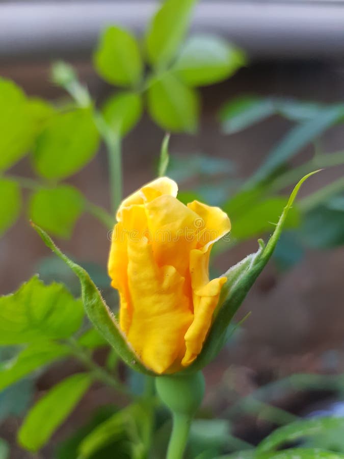 Beautiful Blooming Rose Flower Stock Photo - Image of leaf, rose: 218037100