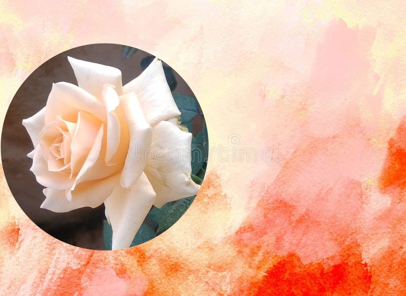 Beautiful Blooming Rose Flower on Multi Colour Background Stock Photo ...