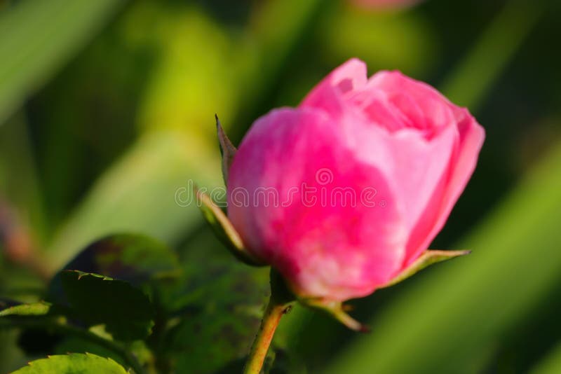 Beautiful Blooming Rose Flowers in the Garden Stock Photo - Image of ...