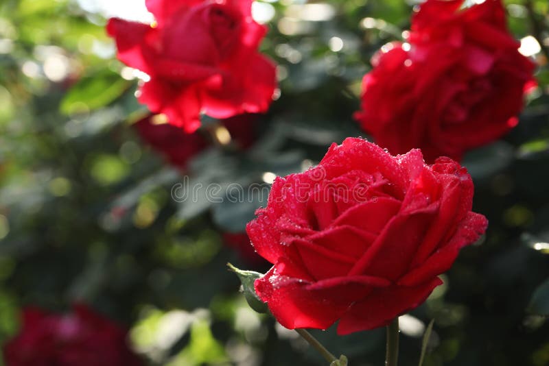 Beautiful Blooming Rose in Garden on Sunny Day Stock Image - Image of ...
