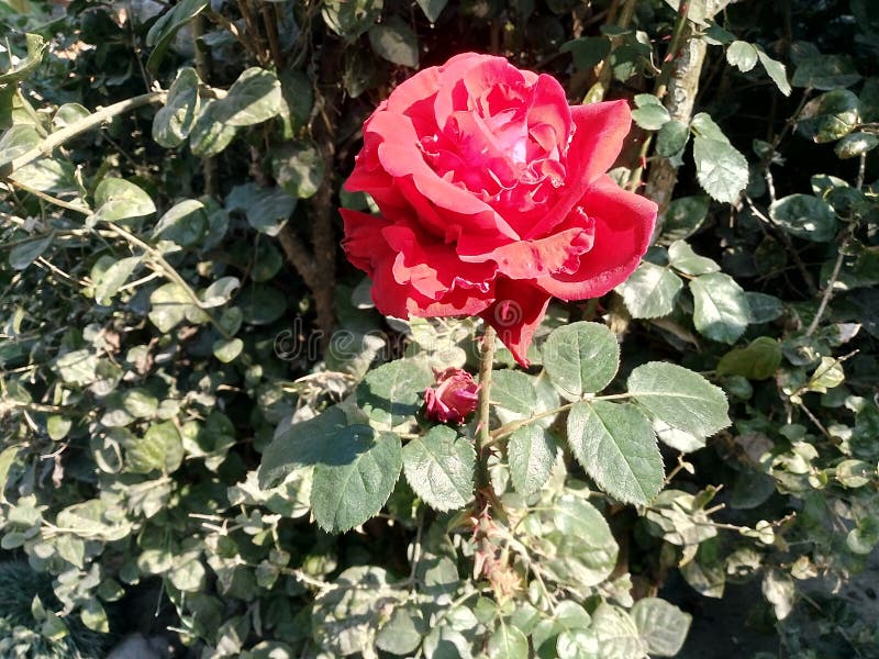 Beautiful blooming rose stock photo. Image of beautiful - 136562042