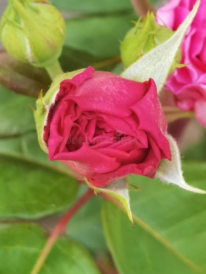 Beautiful blooming roses stock photo. Image of petal - 223567314