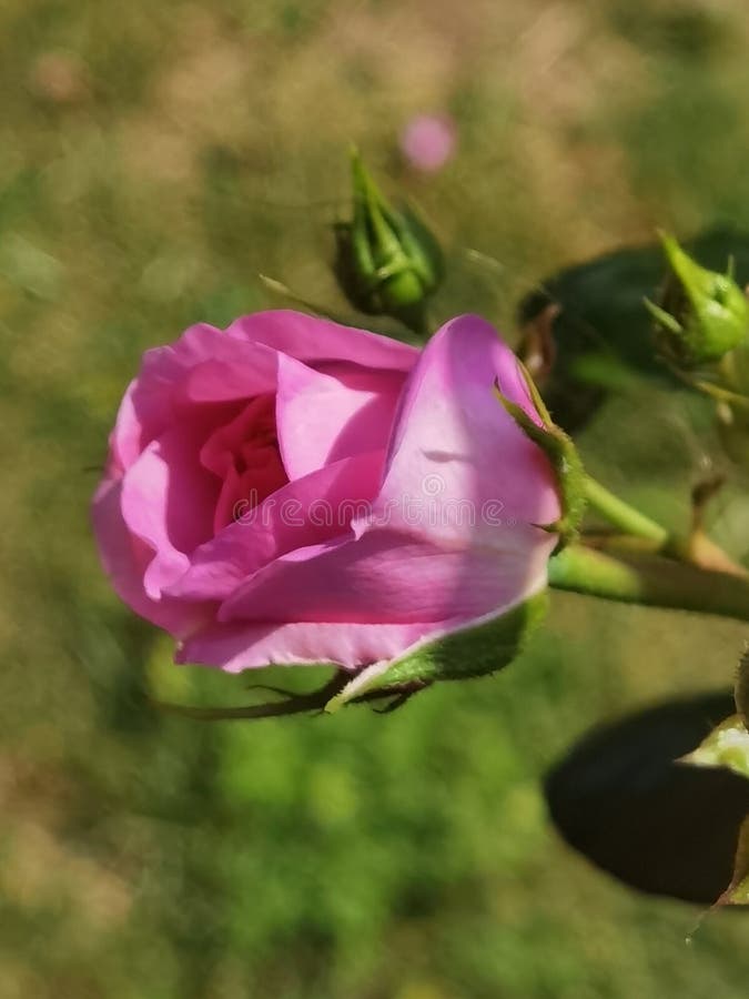 Beautiful blooming roses stock image. Image of yellow - 223768867