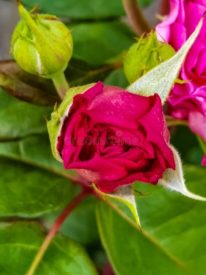 Beautiful blooming roses stock image. Image of plant - 223567315