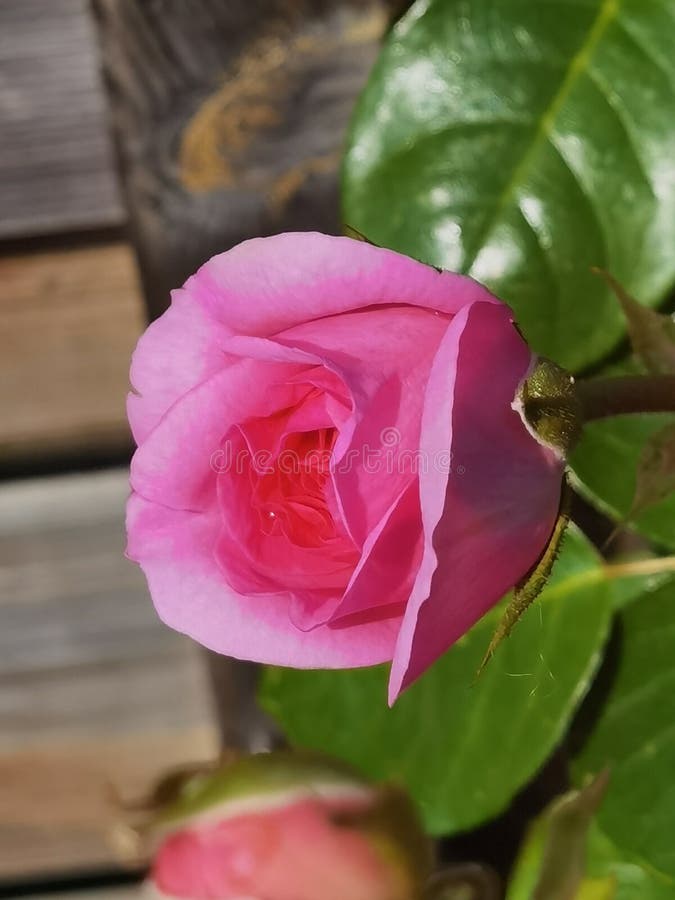 Beautiful blooming roses stock photo. Image of peony - 223768858