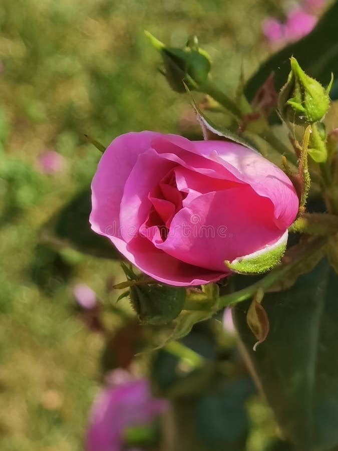 Beautiful blooming roses stock photo. Image of blossom - 223768862