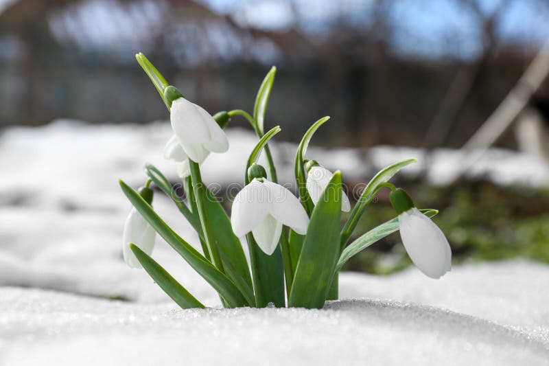 Beautiful Blooming Snowdrops Growing in Snow Outdoors. Spring Flowers ...