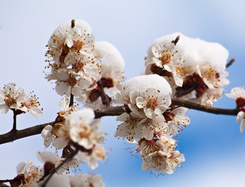 Flowers in the snow stock photo. Image of blooming, plant - 30066228