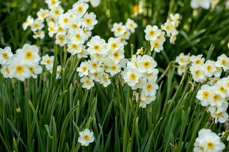 Beautiful Blooming of Spring Flowers Daffodils. Stock Image - Image of ...