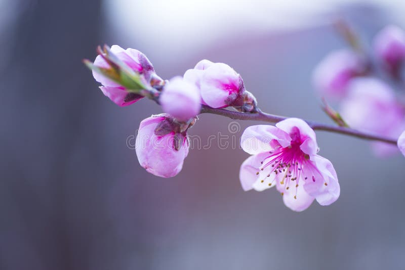 Beautiful Blooming Spring Peach Branch Stock Image - Image of blooming ...