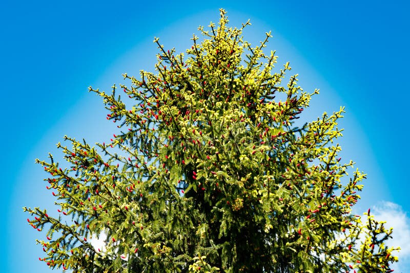 Beautiful Blooming Spruce Branches with Red Cones Stock Photo - Image ...