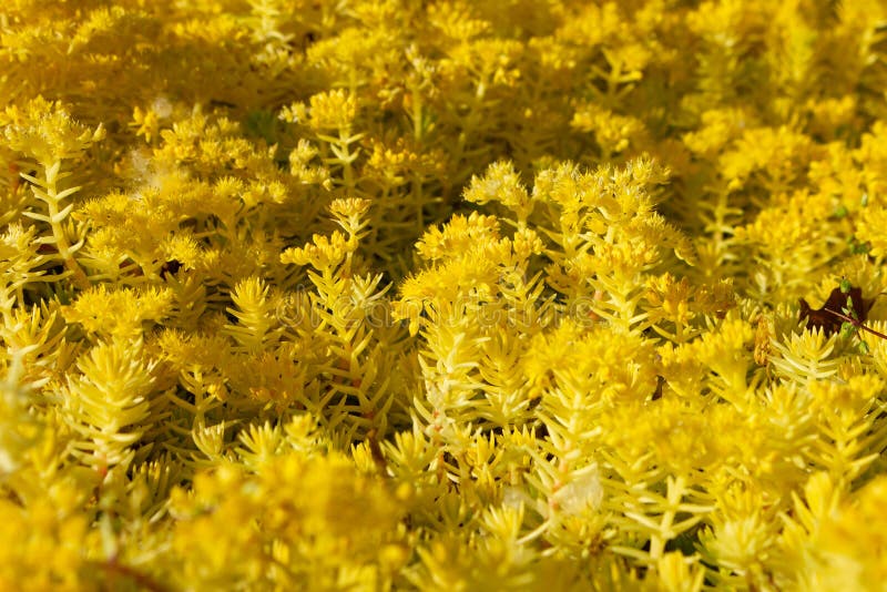 Beautiful Blooming Stonecrop Stock Image - Image of macro, natural ...