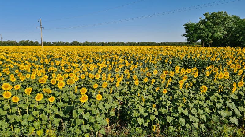 Beautiful Blooming Sunflower Hats in the Summer Season in Endless ...