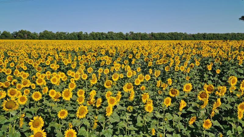 Beautiful Blooming Sunflower Hats in the Summer Season in Endless ...