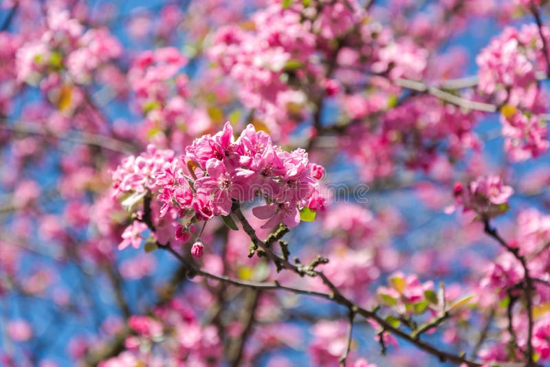 Beautiful, Blooming Tree with Pink Petals Stock Image - Image of ...