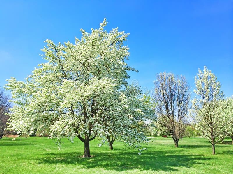 Beautiful Spring Trees in Bloom Stock Photo - Image of blooming, botany ...