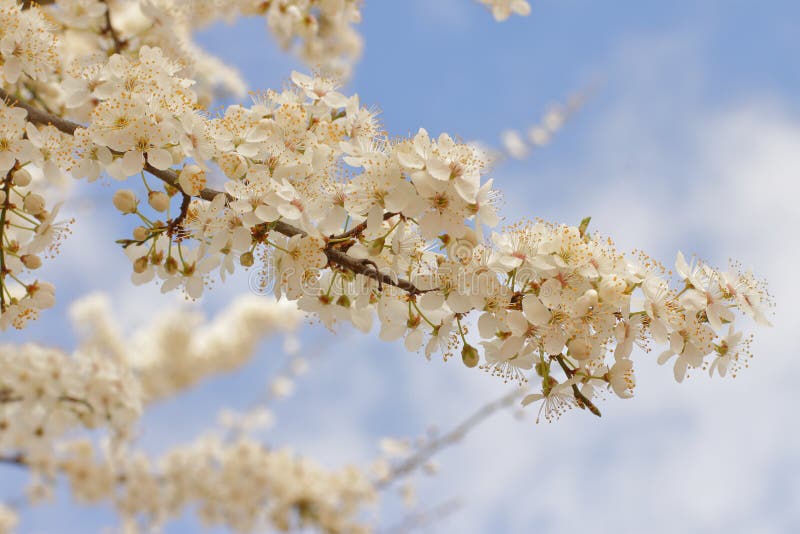 Bloom on Tree, First Spring Flowers Stock Photo - Image of plant ...