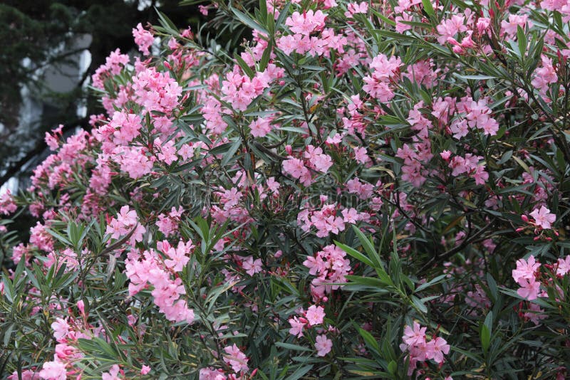 Beautiful Blooming Tropical Oleander Shrub with Green Leaves Stock ...